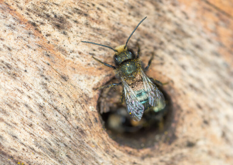 All About Blue Bees - Minneopa Orchards