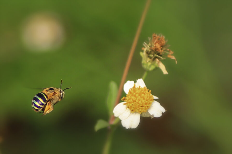 All About Blue Bees - Minneopa Orchards