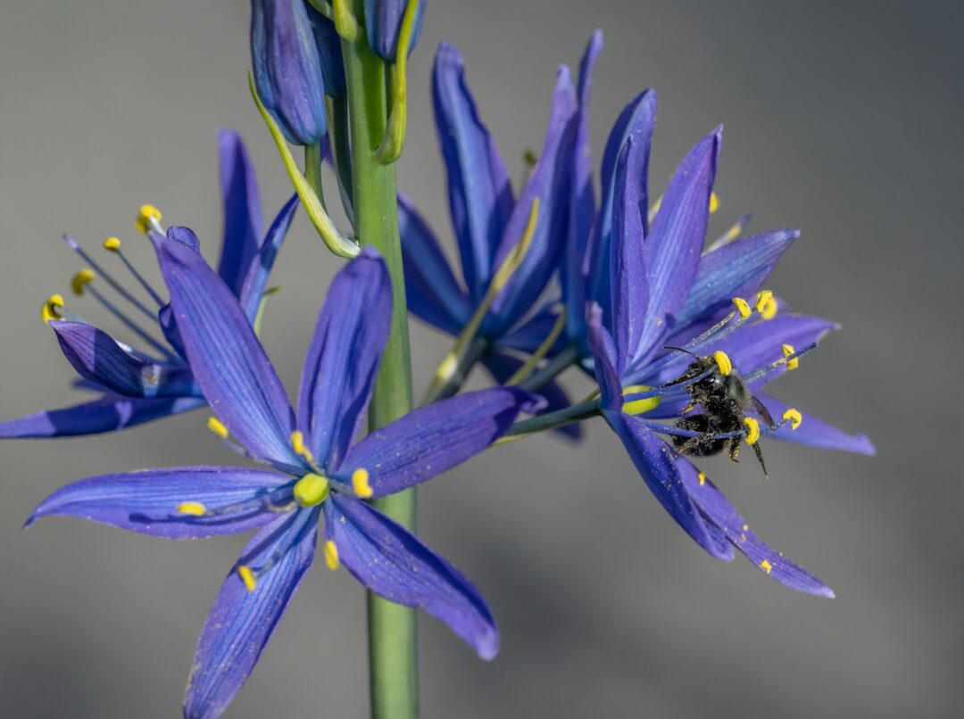 All About Blue Bees - Minneopa Orchards