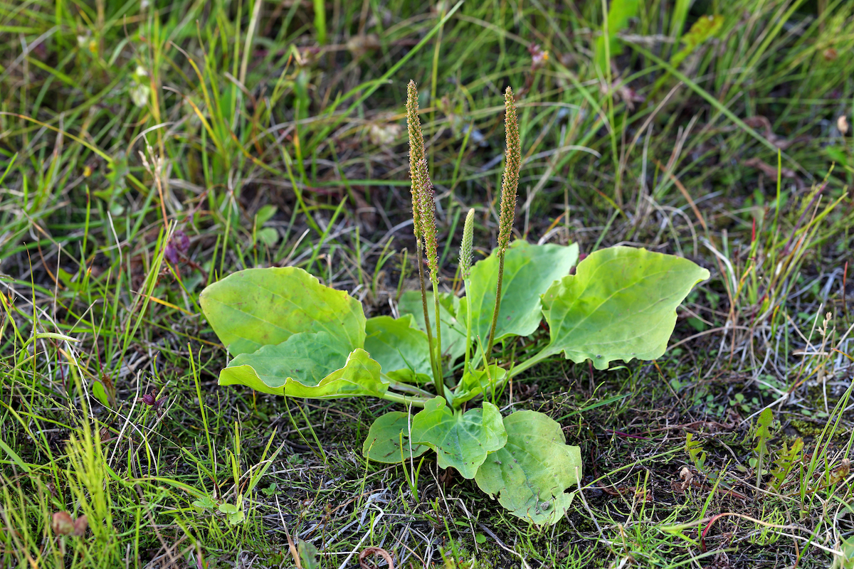 All About Broadleaf Plantain - Minneopa Orchards