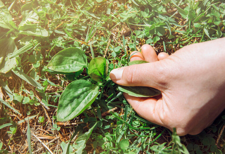 All About Broadleaf Plantain - Minneopa Orchards
