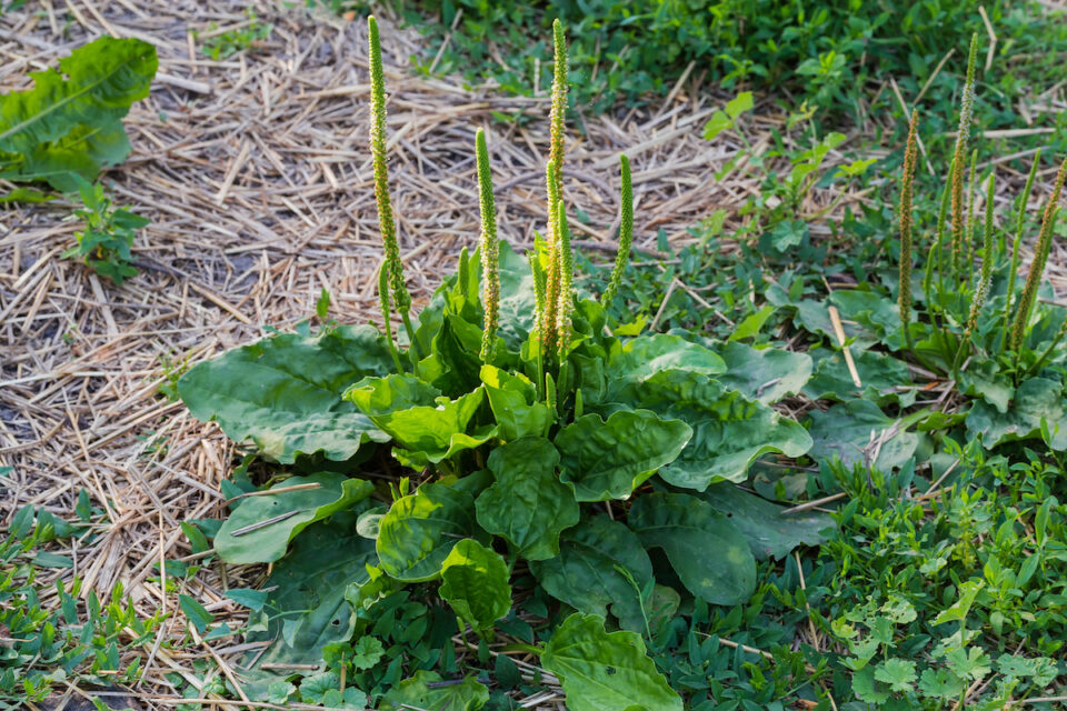 All About Broadleaf Plantain - Minneopa Orchards
