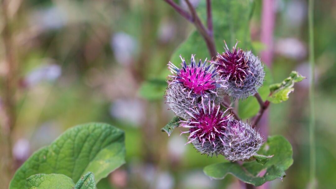 All About Burdock - Minneopa Orchards