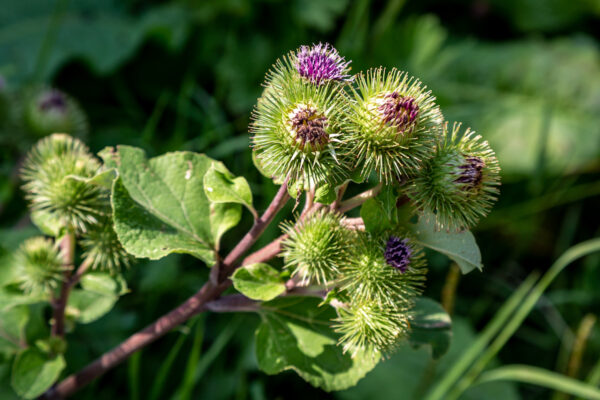 All About Burdock - Minneopa Orchards