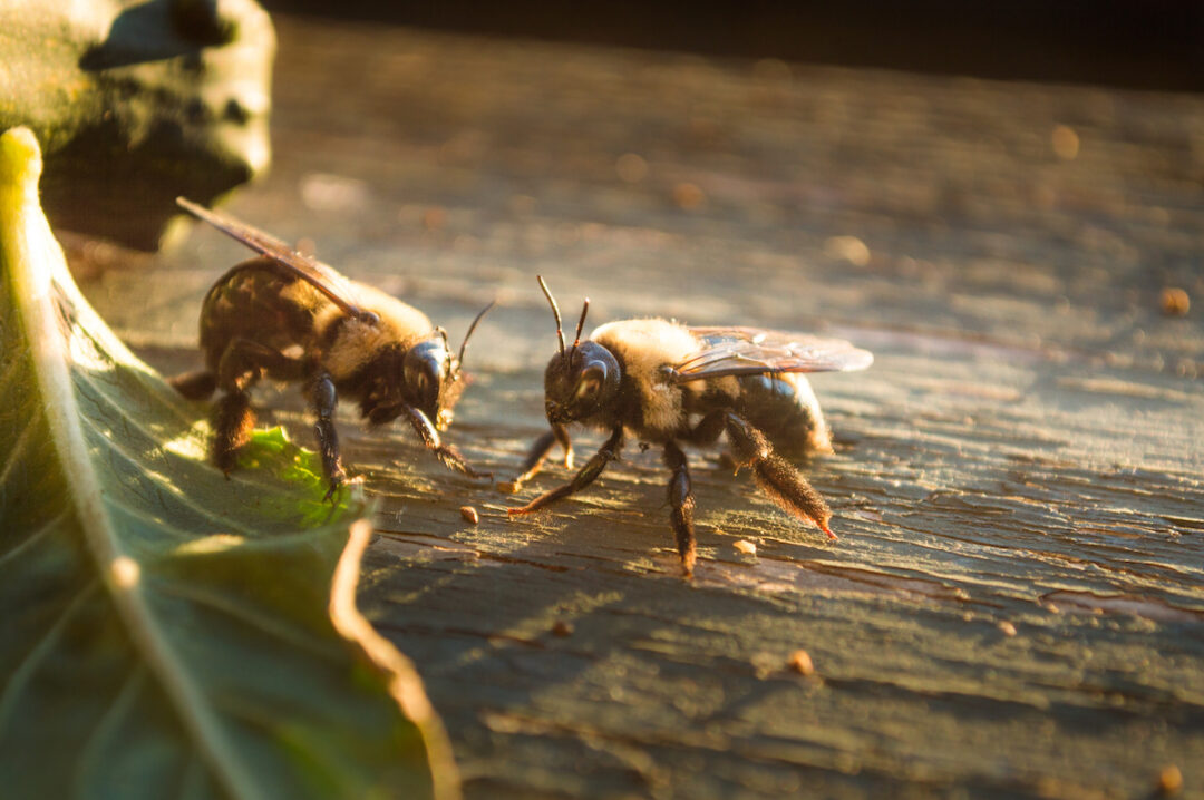 All About Carpenter Bees - Minneopa Orchards