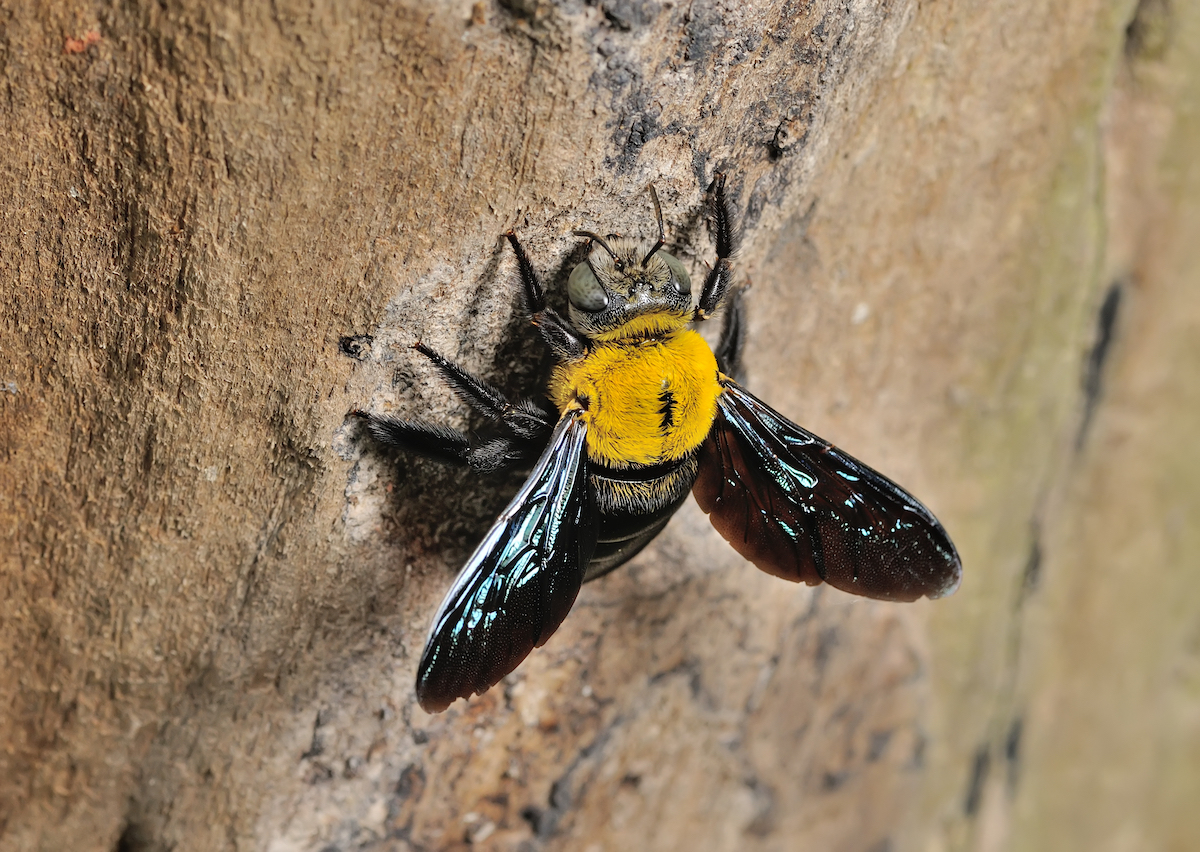 All About Carpenter Bees - Minneopa Orchards