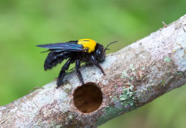 All About Black Bees - Minneopa Orchards
