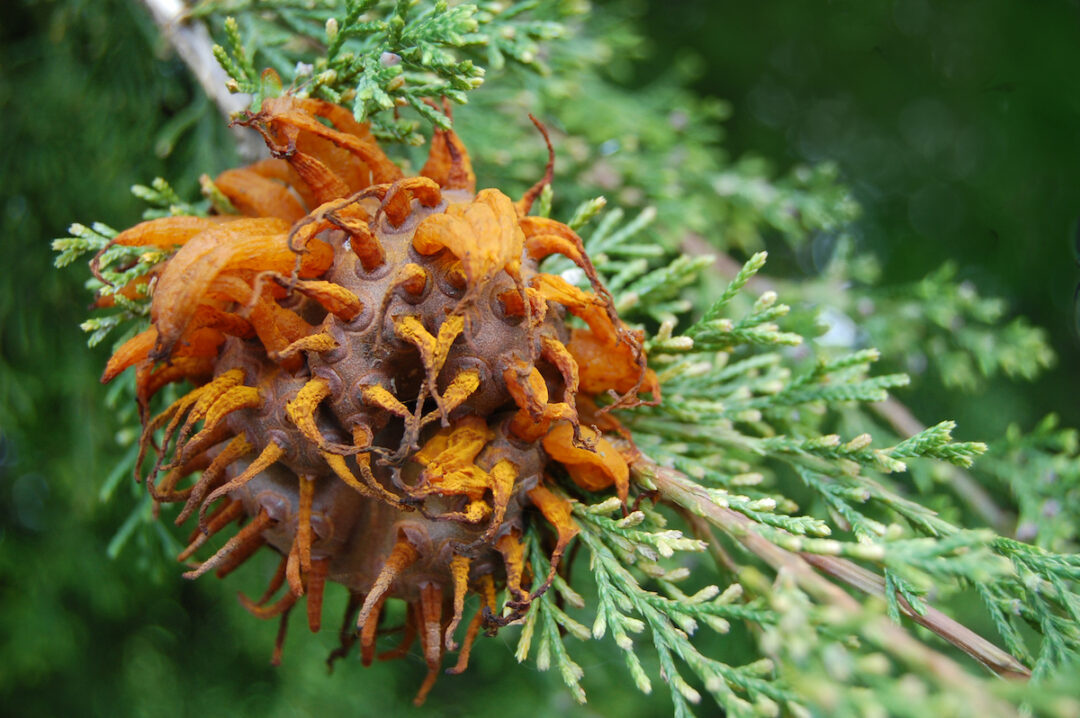 Cedar Apple Rust: What It Is and How to Identify It on Your Apple Trees ...
