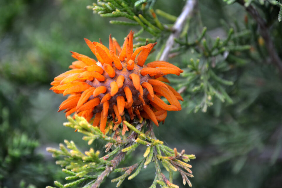 Cedar Apple Rust: What It Is and How to Identify It on Your Apple Trees ...