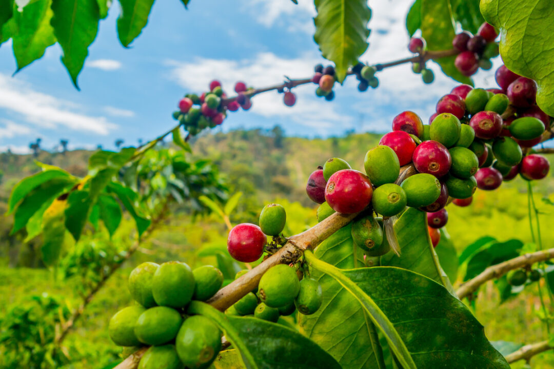 Complete Coffee Plant Care Guide: Grow Your Own Coffee At Home ...