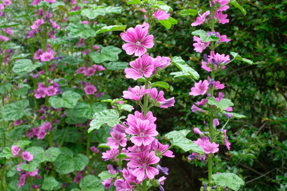 All About Common Mallow - Minneopa Orchards