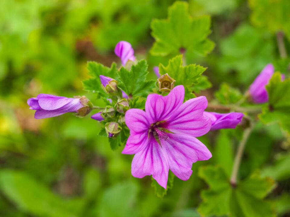 All About Common Mallow - Minneopa Orchards