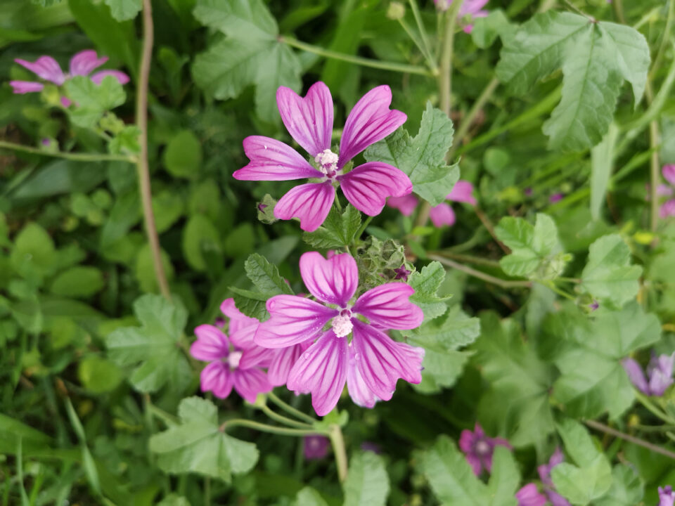 All About Common Mallow - Minneopa Orchards