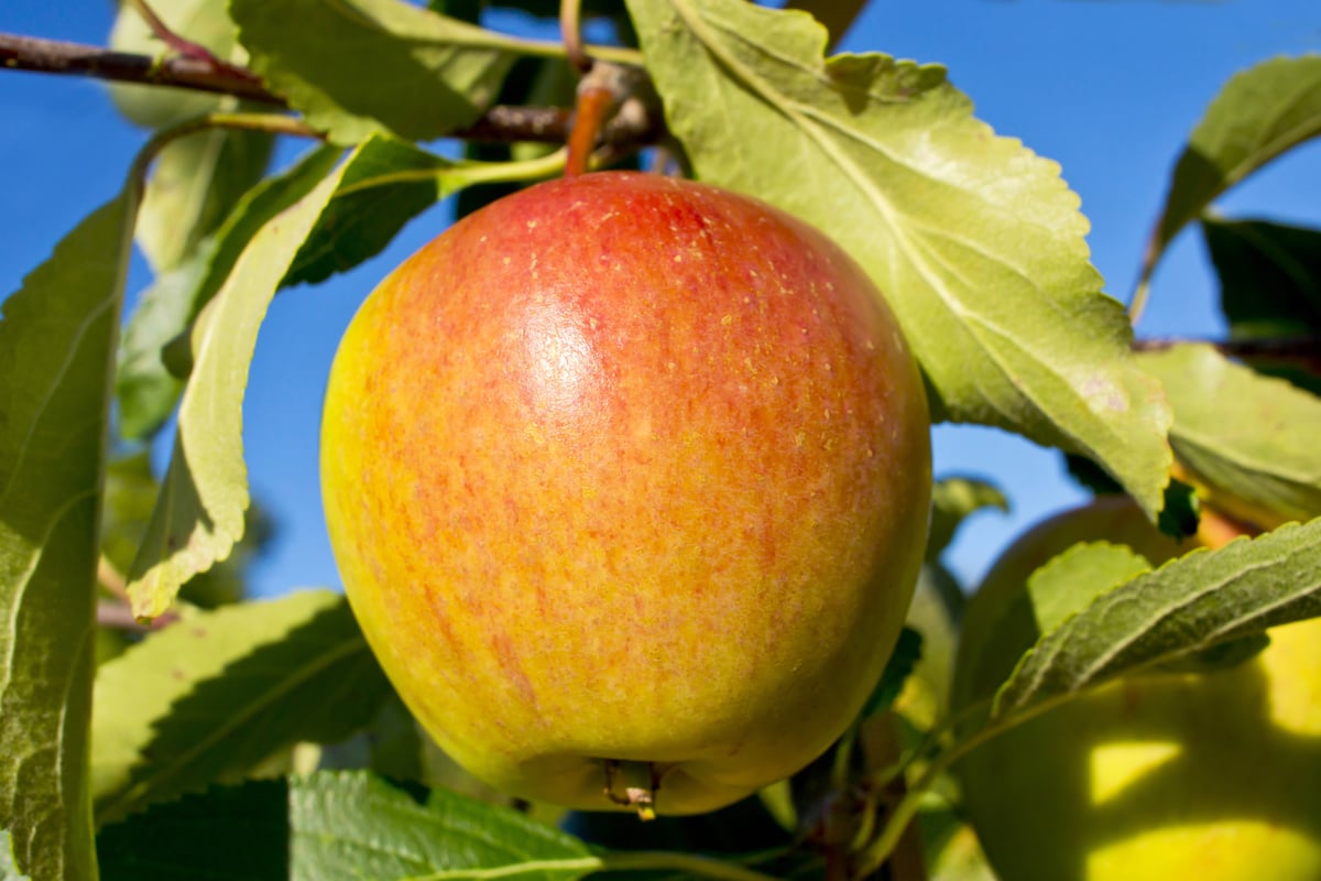 The Cox Orange Pippin Apple Tree - Minneopa Orchards
