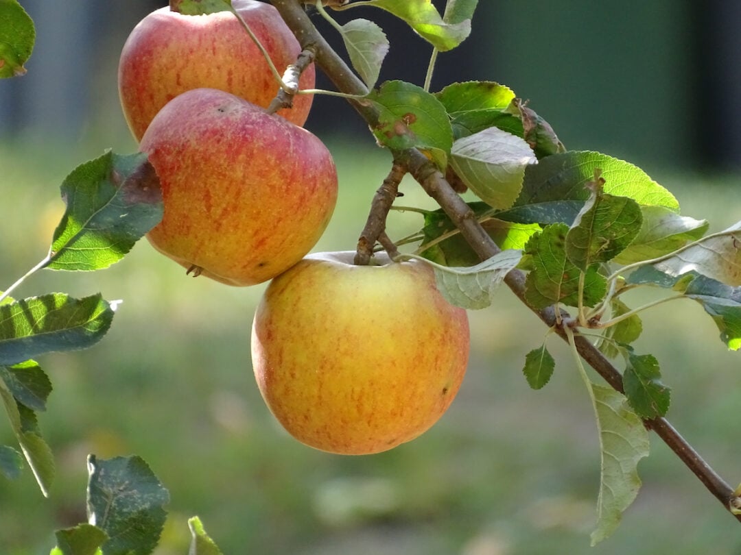 Apple Pollination Chart: A Guide With Simplified Steps for Success ...