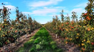 Fruit Trees that Attract Deer: How to Choose the Right Apple Trees for ...
