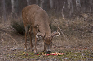 Fruit Trees that Attract Deer: How to Choose the Right Apple Trees for ...