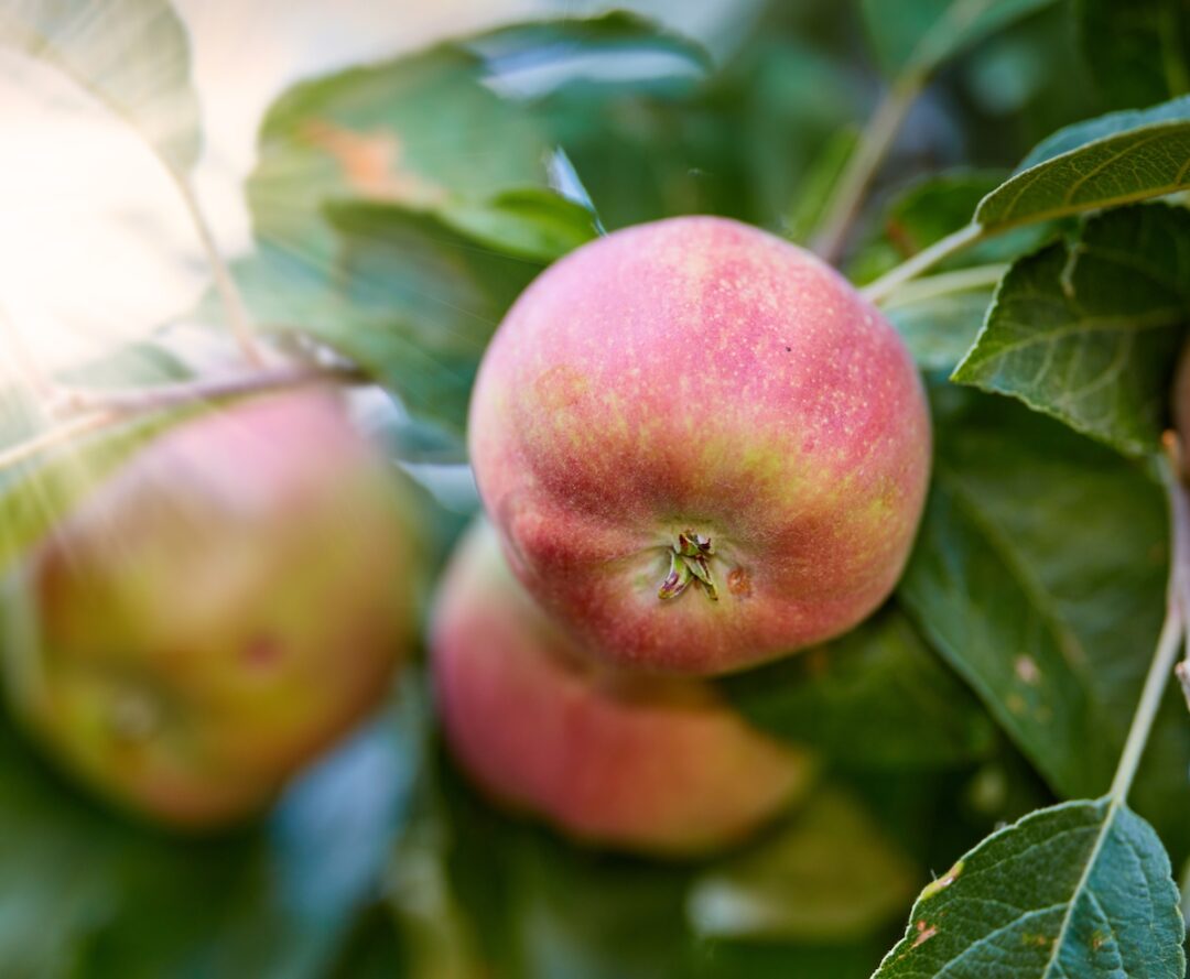 Fruit Trees that Attract Deer: How to Choose the Right Apple Trees for ...