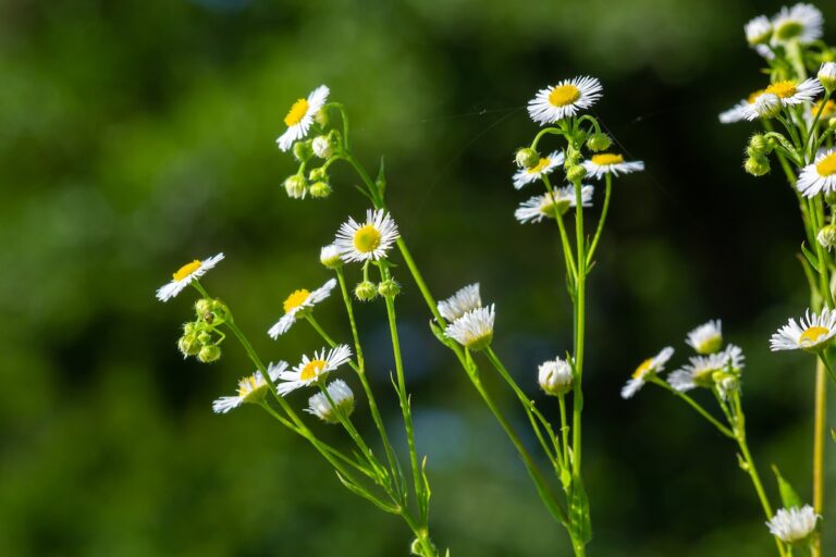 All About Fleabane - Minneopa Orchards