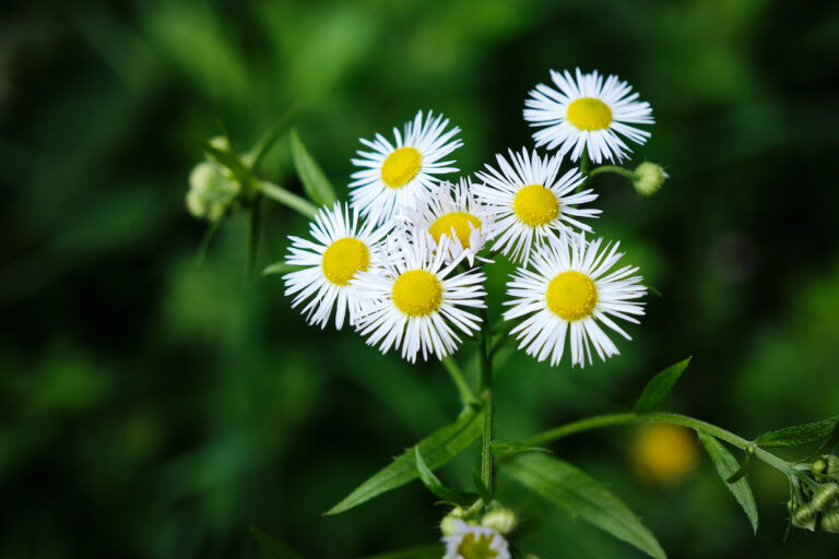 All About Fleabane - Minneopa Orchards