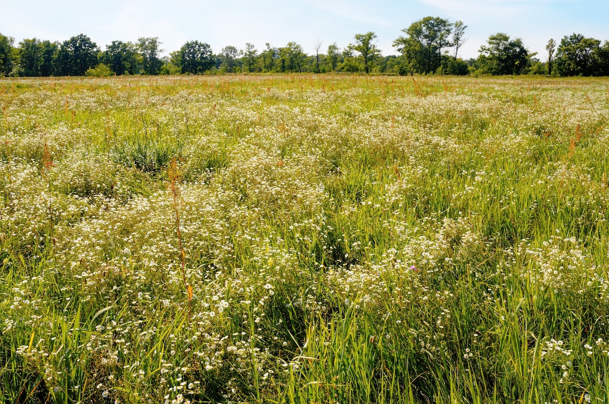 All About Fleabane - Minneopa Orchards