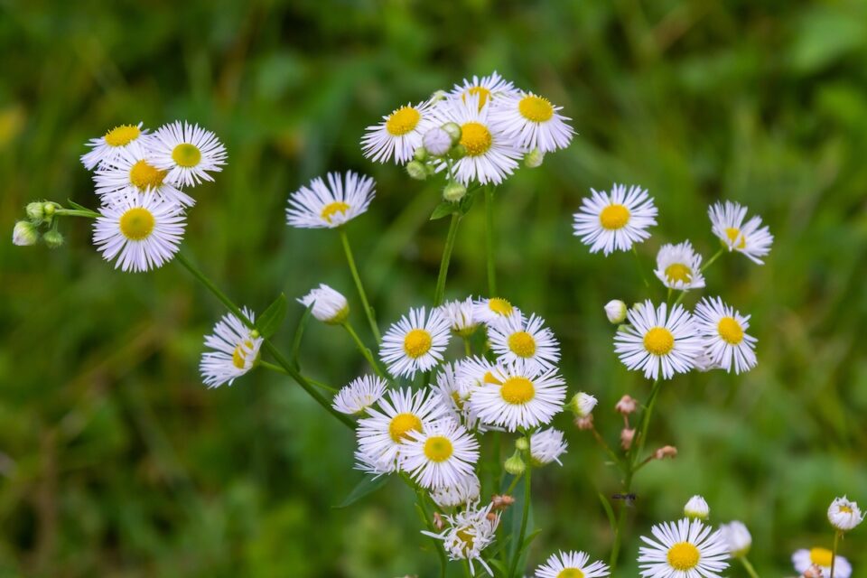All About Fleabane - Minneopa Orchards