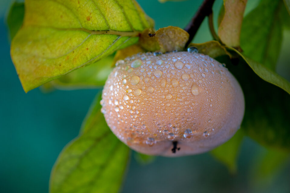 The Fuyu Persimmon Tree Minneopa Orchards