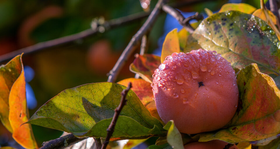 The Fuyu Persimmon Tree - Minneopa Orchards