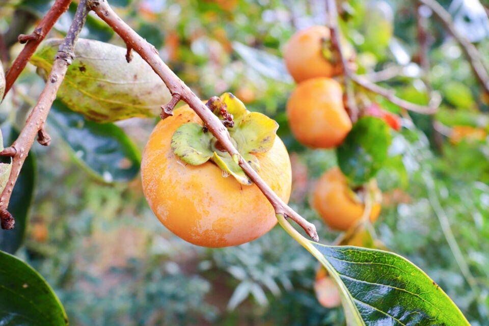 The Dwarf Persimmon Tree - Minneopa Orchards