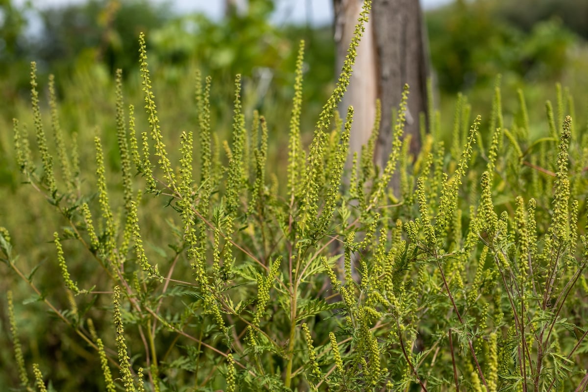 All About Giant Ragweed - Minneopa Orchards