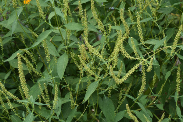 All About Giant Ragweed - Minneopa Orchards