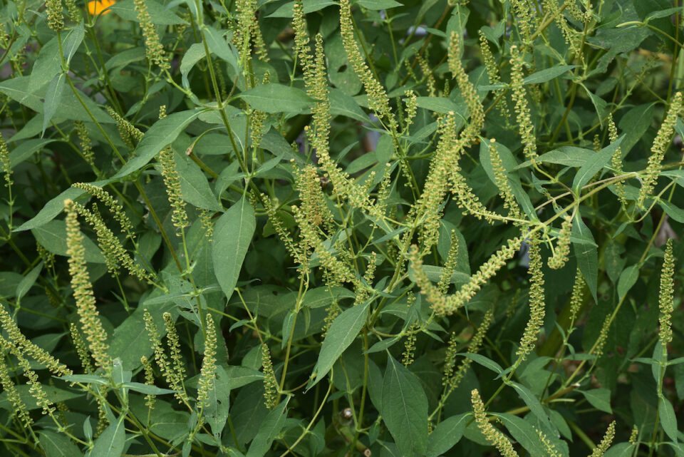 All About Giant Ragweed - Minneopa Orchards