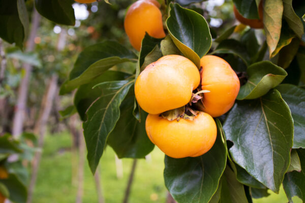 How To Grow A Persimmon Tree - Minneopa Orchards