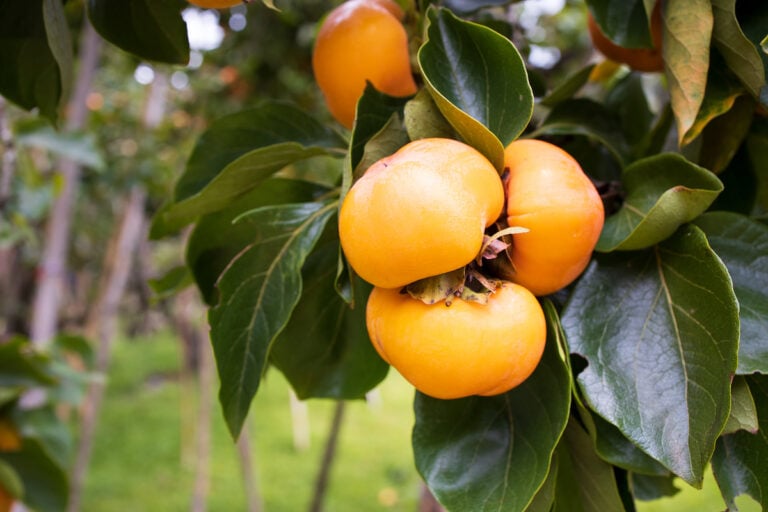 How To Grow A Persimmon Tree - Minneopa Orchards