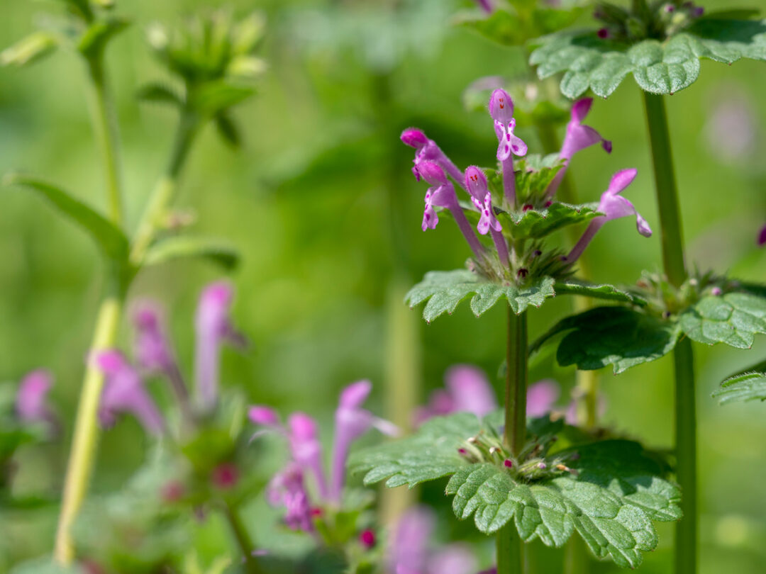 All About Henbit - Minneopa Orchards
