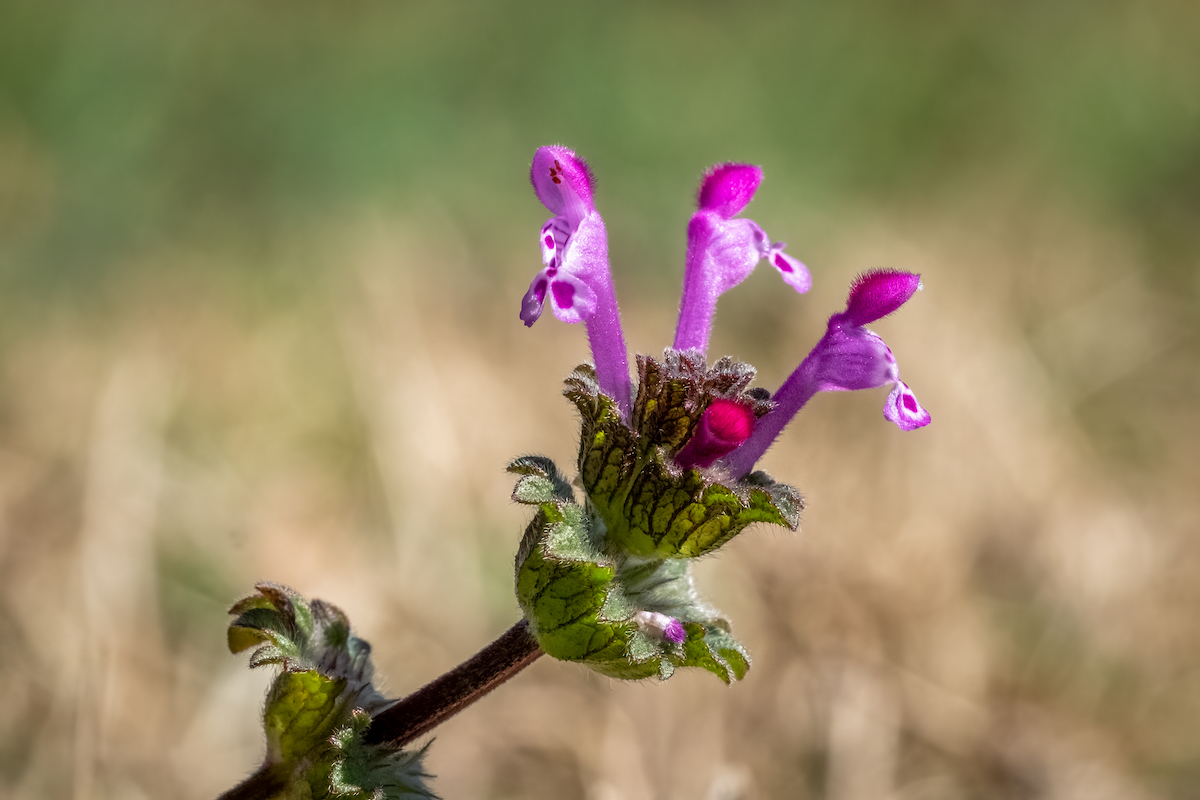 All About Henbit - Minneopa Orchards