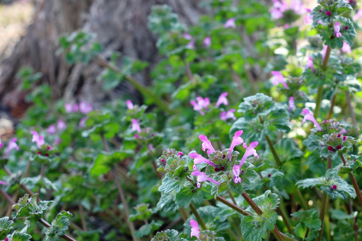 All About Henbit - Minneopa Orchards