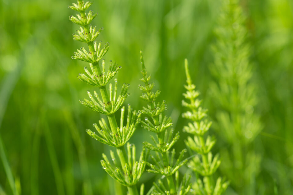 All About Horsetail Weed - Minneopa Orchards