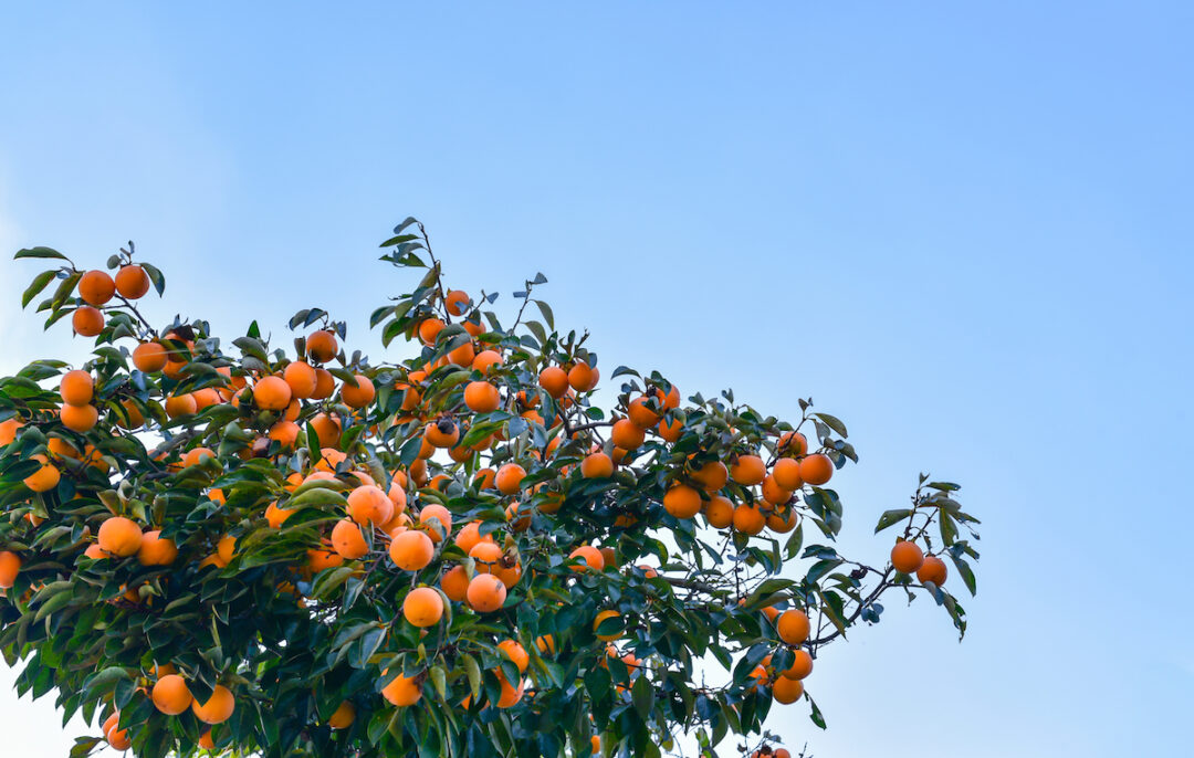 Persimmon Tree Identification Guide - Minneopa Orchards