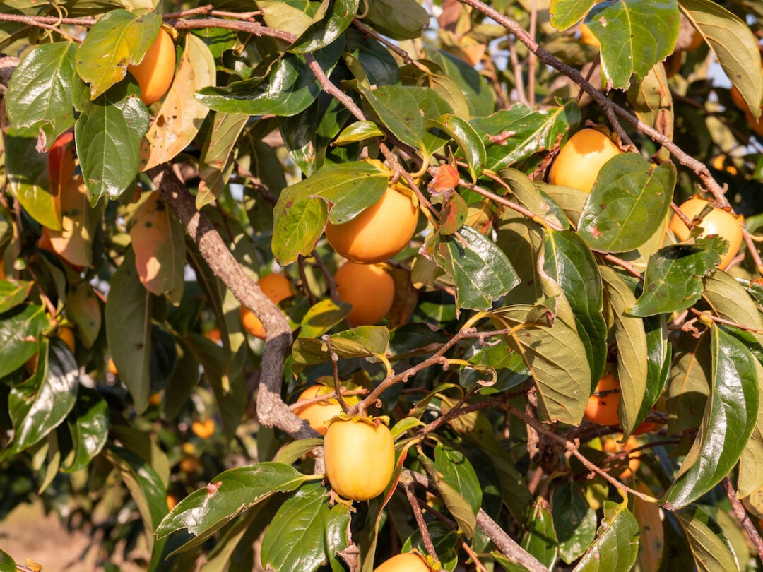 Persimmon Tree Identification Guide - Minneopa Orchards
