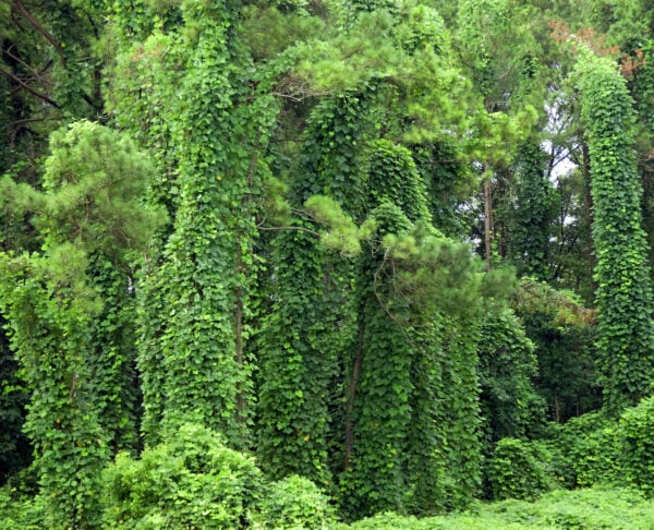 Super Weed or Miracle Plant? The Controversial Rise of Kudzu - Minneopa ...