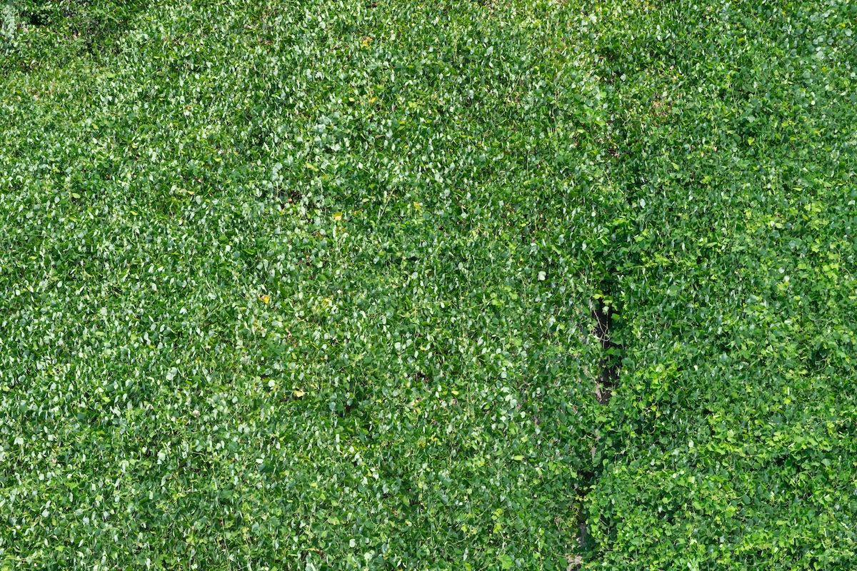 Super Weed or Miracle Plant? The Controversial Rise of Kudzu - Minneopa ...