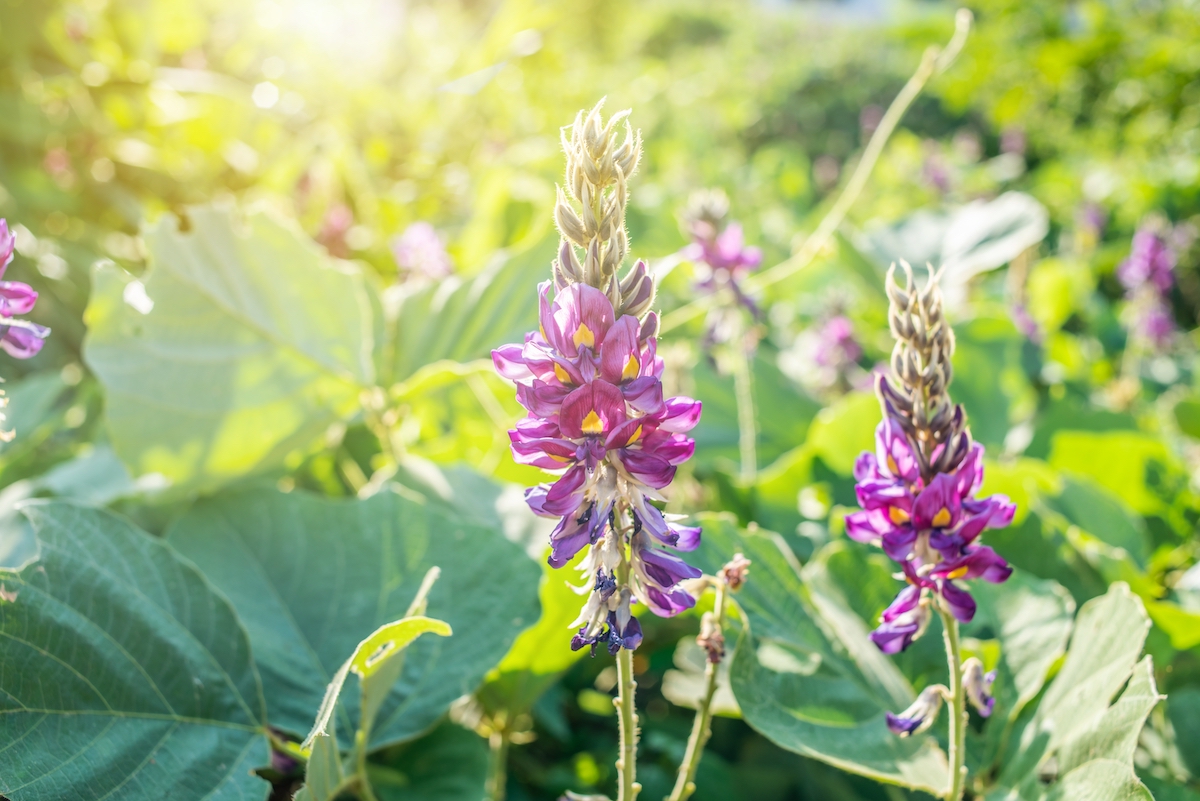 Super Weed or Miracle Plant? The Controversial Rise of Kudzu - Minneopa ...