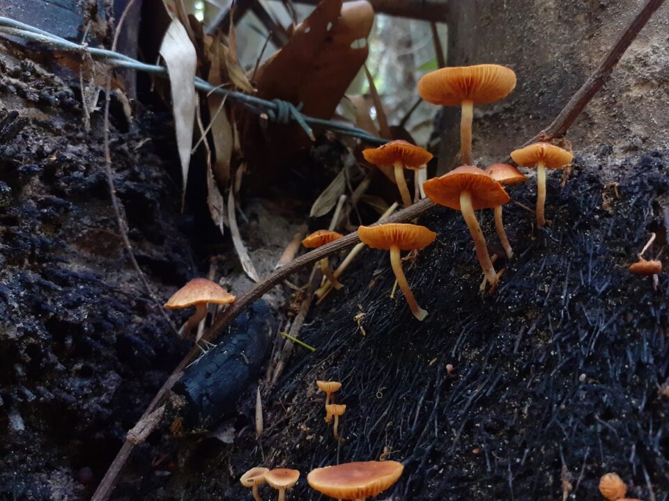 Why Do Mushrooms Grow in My Yard? The Surprising Reason Why - Minneopa ...
