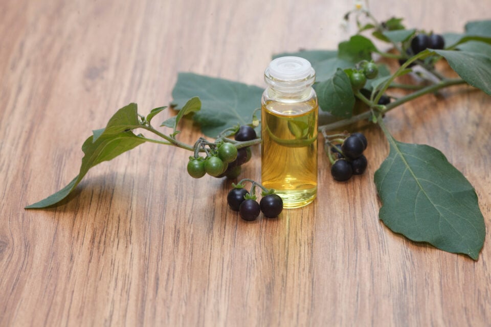 All About Black Nightshade - Minneopa Orchards