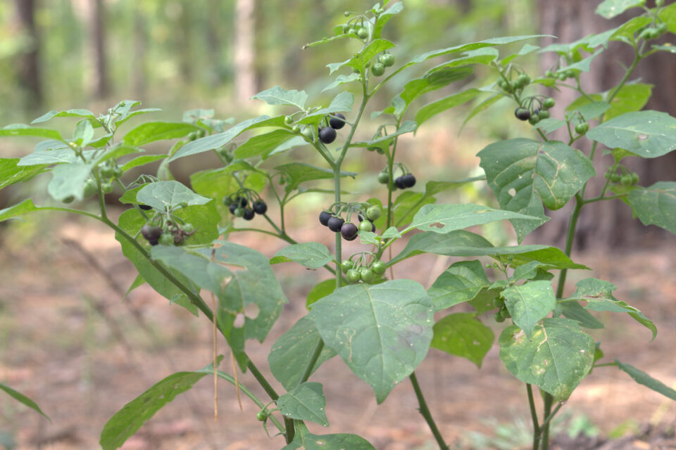 All About Black Nightshade - Minneopa Orchards