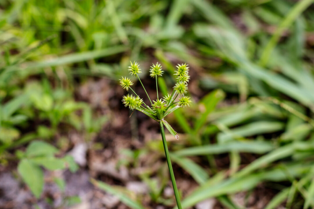 All About Nutsedge - Minneopa Orchards