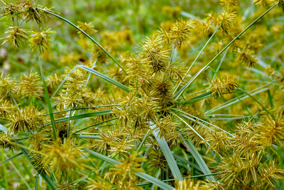 All About Nutsedge - Minneopa Orchards