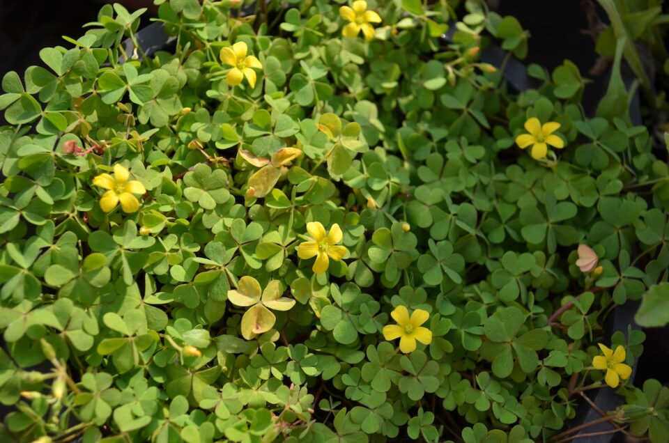 All About Oxalis - Minneopa Orchards