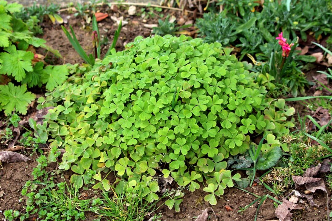All About Oxalis - Minneopa Orchards